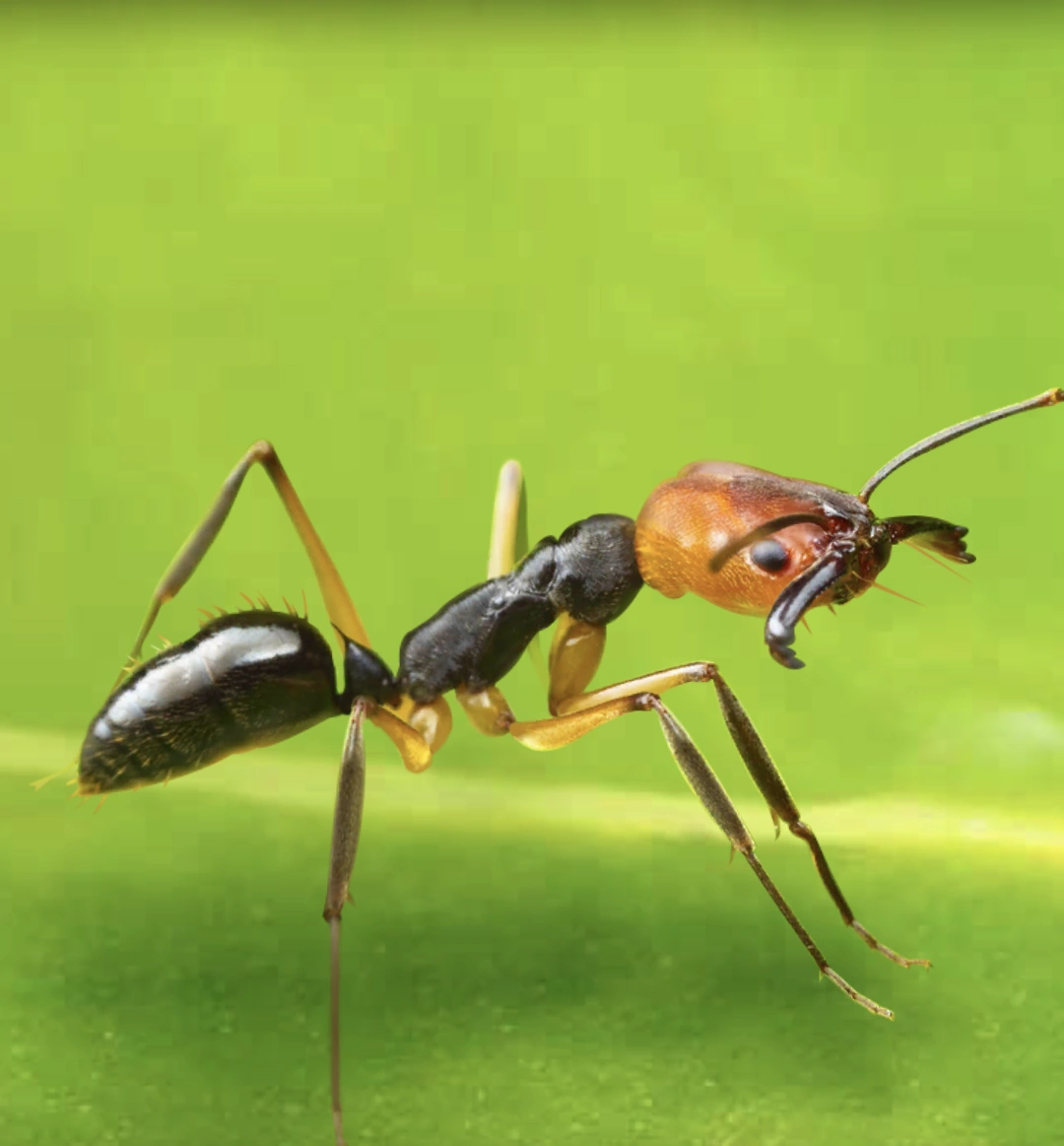 Red Head Ponerine | The Ants: Underground Kingdom Wiki | Fandom