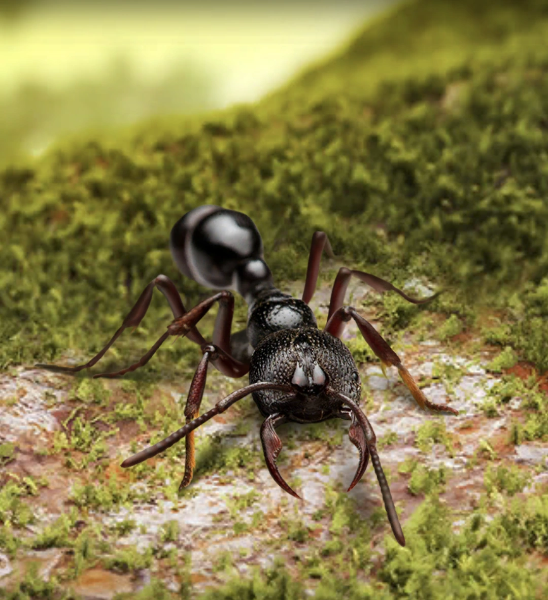 Predator | The Ants: Underground Kingdom Wiki | Fandom