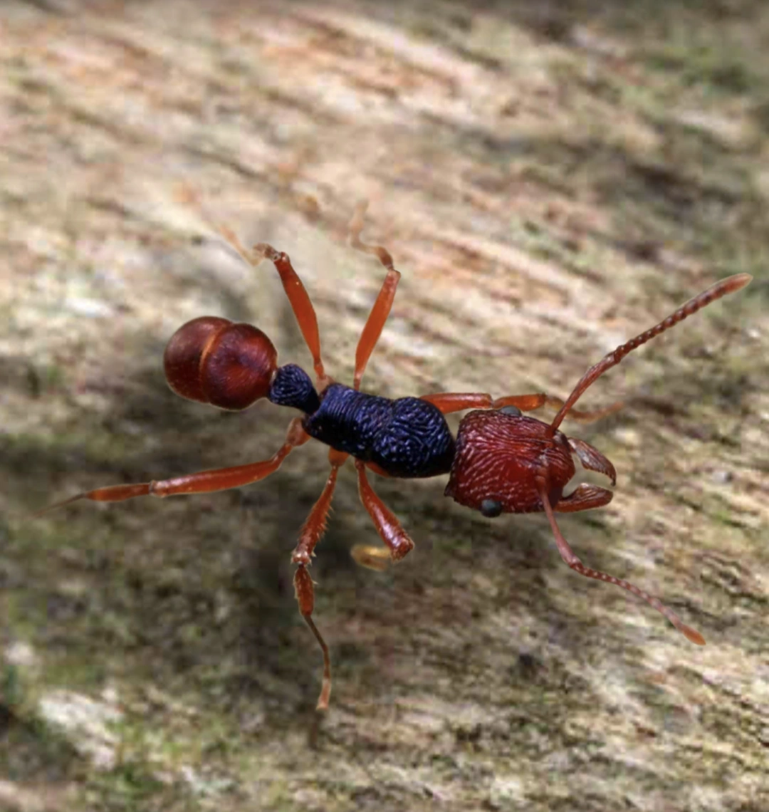 Magenta Ant | The Ants: Underground Kingdom Wiki | Fandom