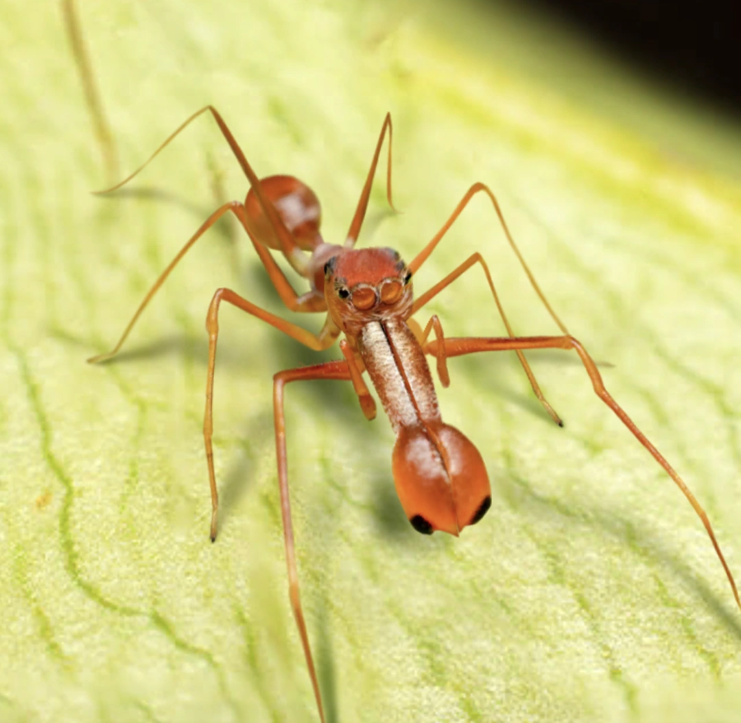 Brown Rogue | The Ants: Underground Kingdom Wiki | Fandom