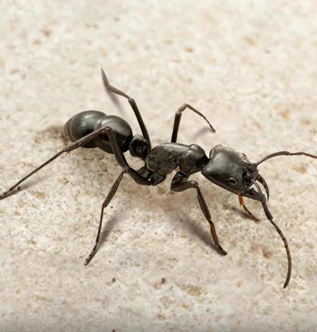 Black Ponerine | The Ants: Underground Kingdom Wiki | Fandom