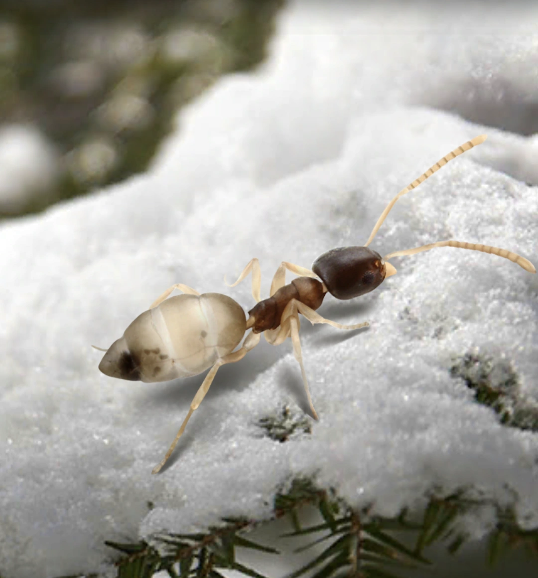 Ghost Ant | The Ants: Underground Kingdom Wiki | Fandom