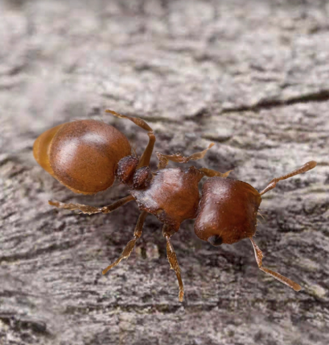 Shield Leafcutter | The Ants: Underground Kingdom Wiki | Fandom