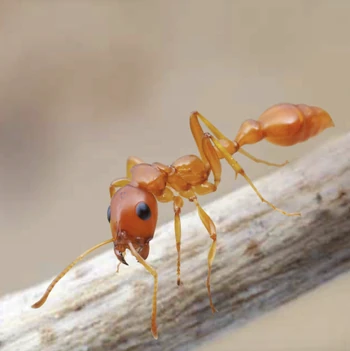 Slender Ant | The Ants: Underground Kingdom Wiki | Fandom