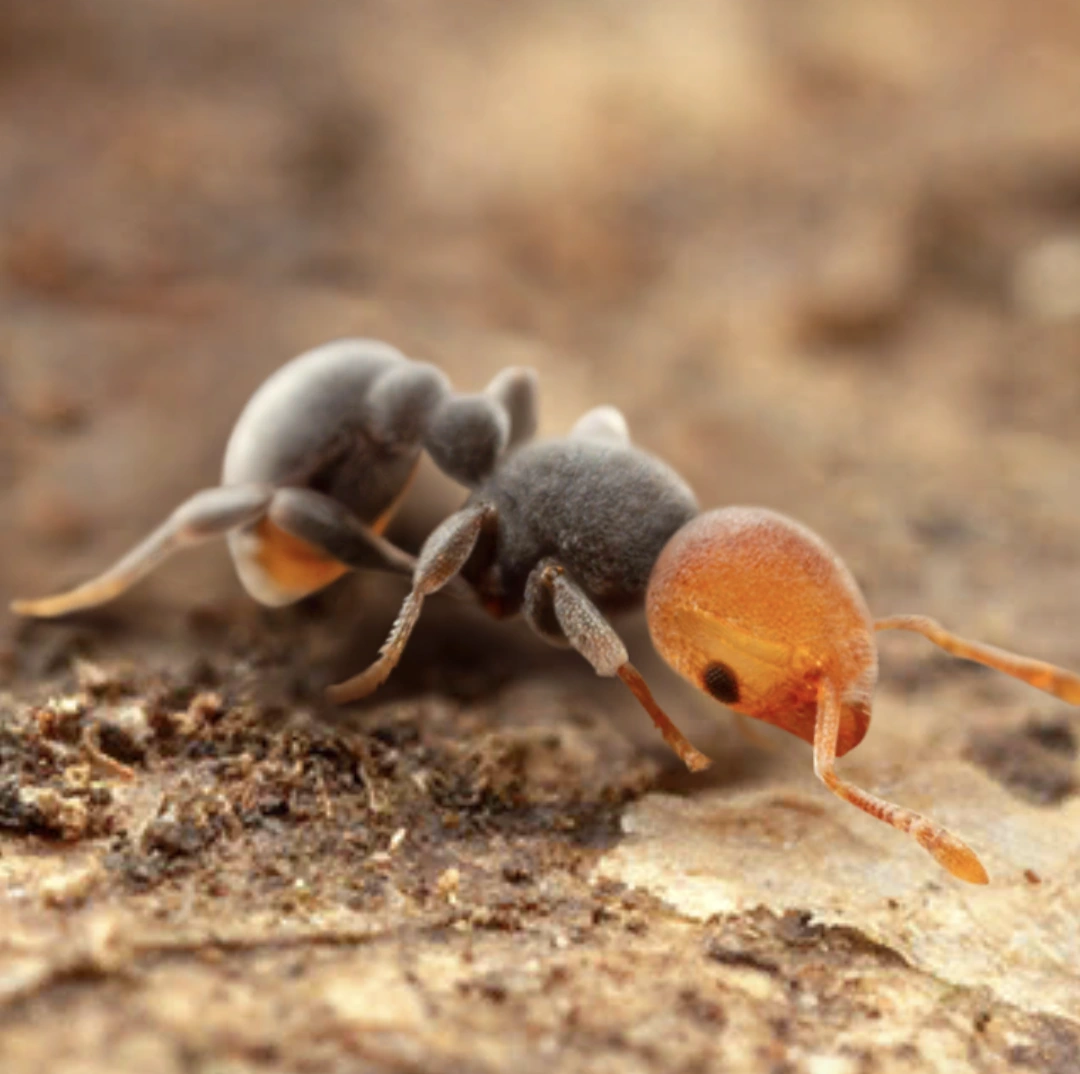 Enigmatic Taylor | The Ants: Underground Kingdom Wiki | Fandom