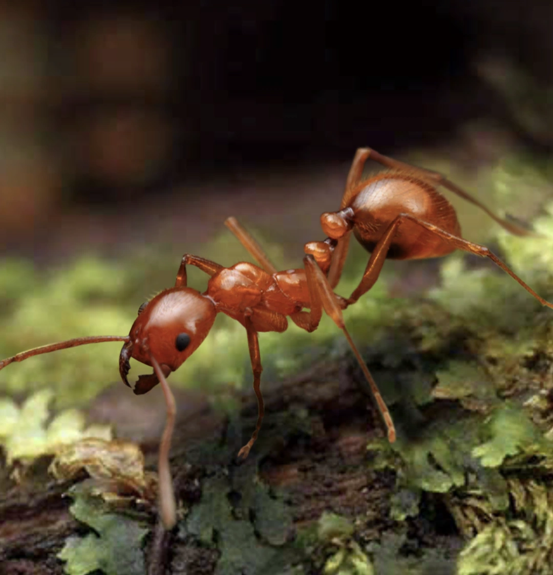 Parasitic Ant | The Ants: Underground Kingdom Wiki | Fandom