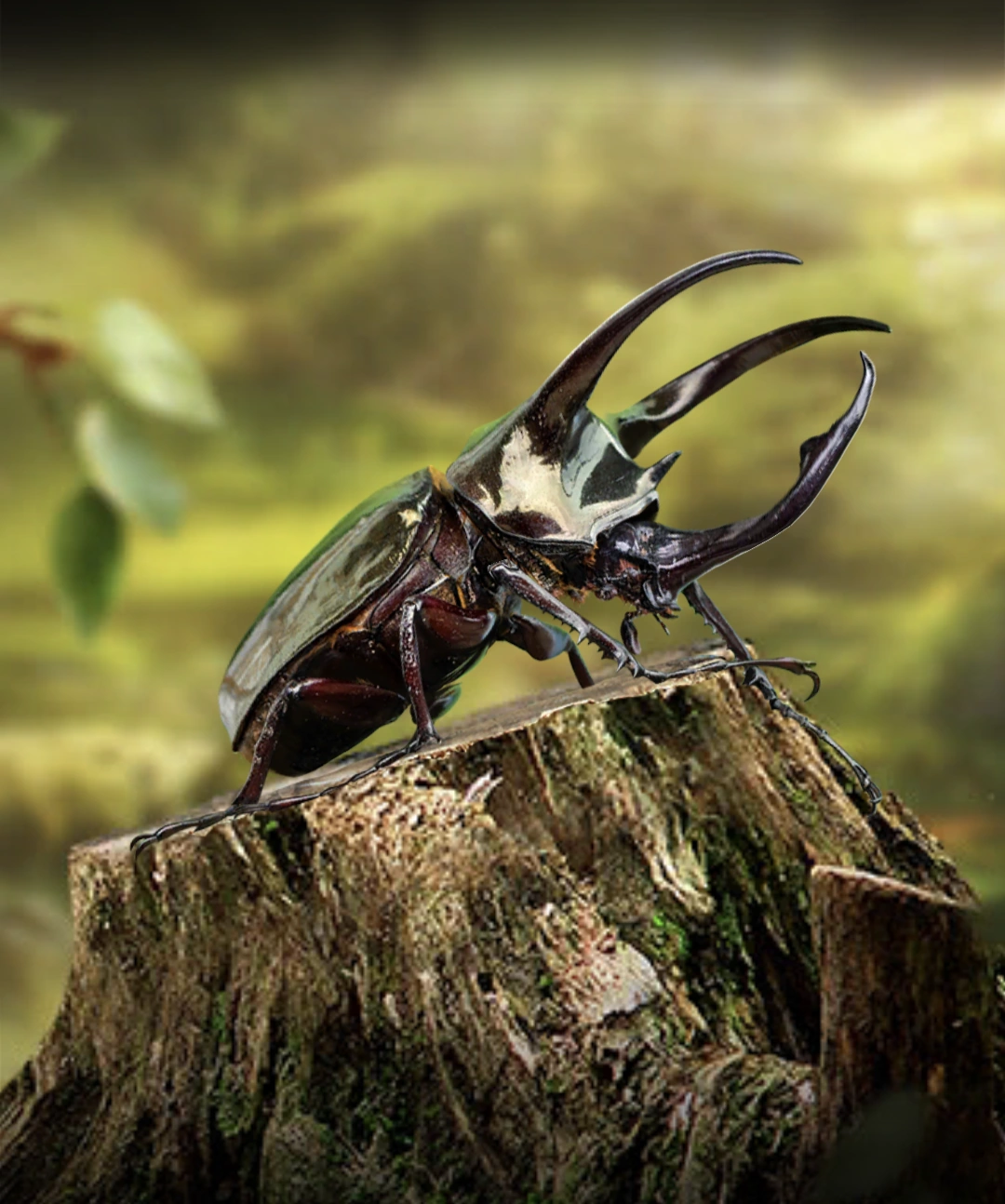Atlas Beetle | The Ants: Underground Kingdom Wiki | Fandom