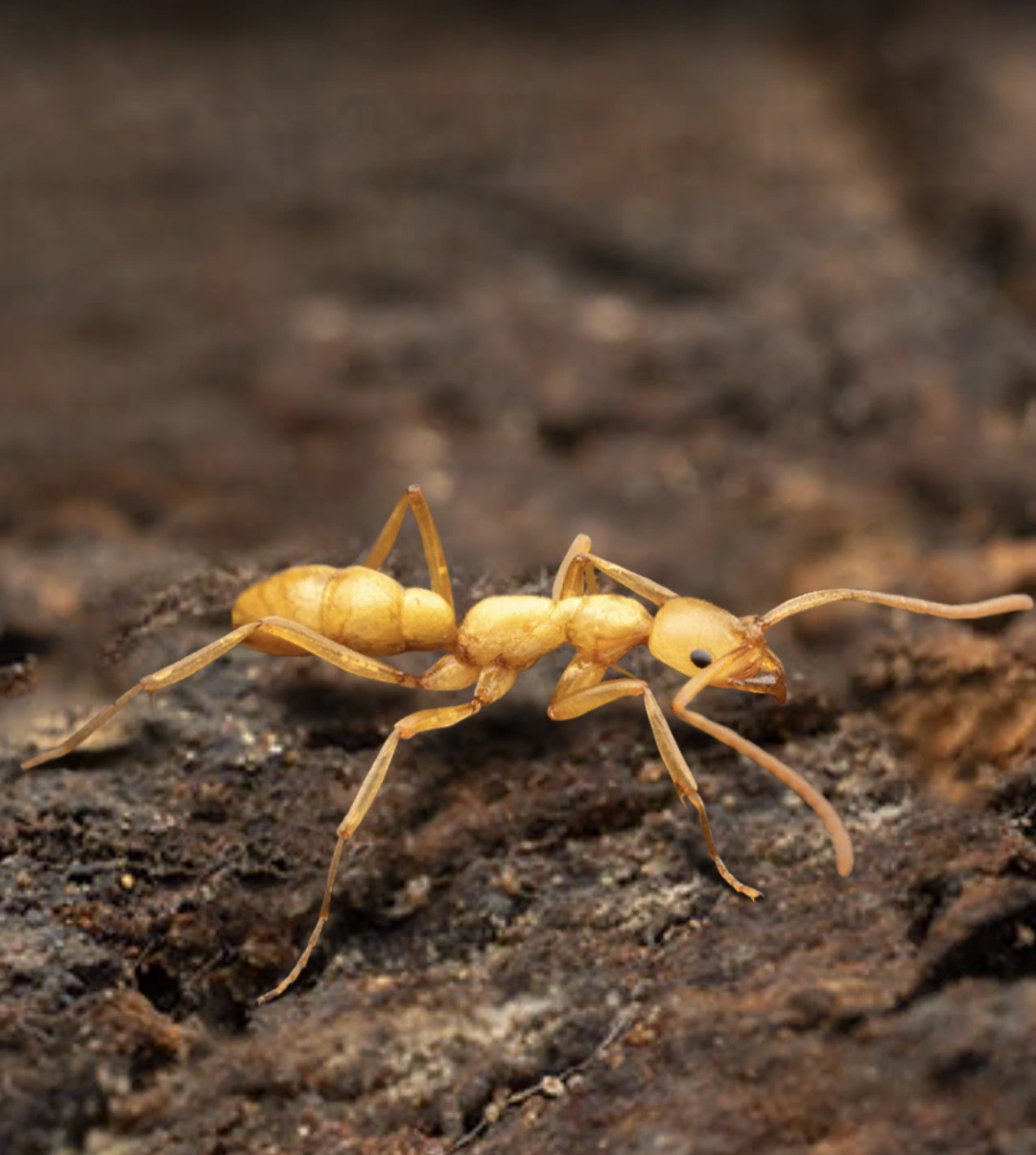 Golden Crystal | The Ants: Underground Kingdom Wiki | Fandom