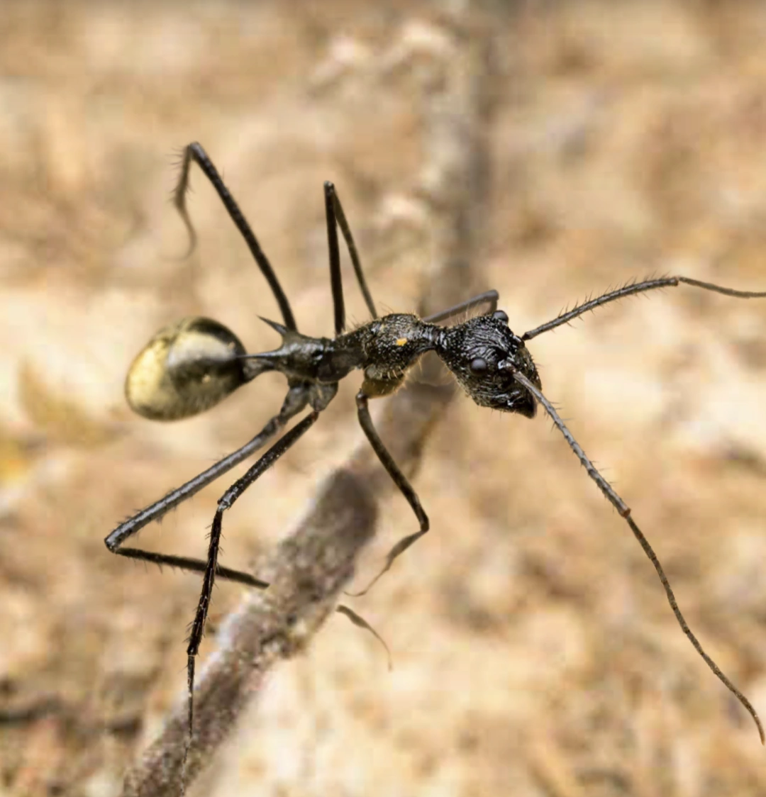 Strobe Ant | The Ants: Underground Kingdom Wiki | Fandom