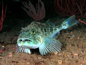 Ophiodon elongatus (Lingcod) | The Aquatic Wikia | Fandom