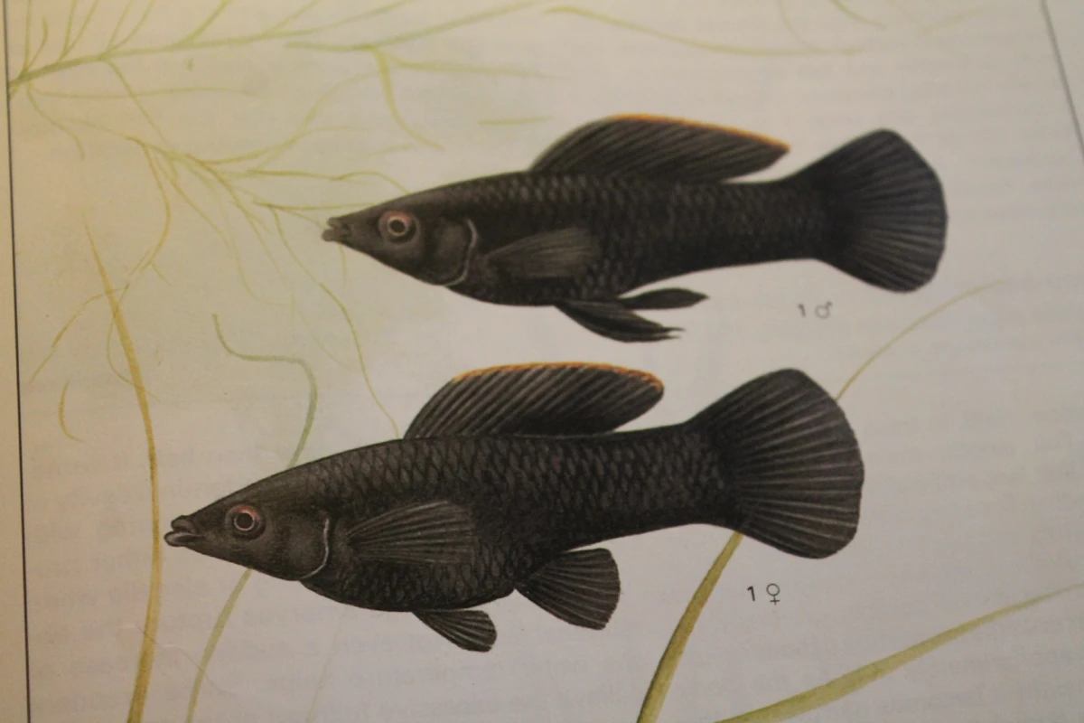 Poecilia sphenops (Molly) | The Aquatic Wikia | Fandom