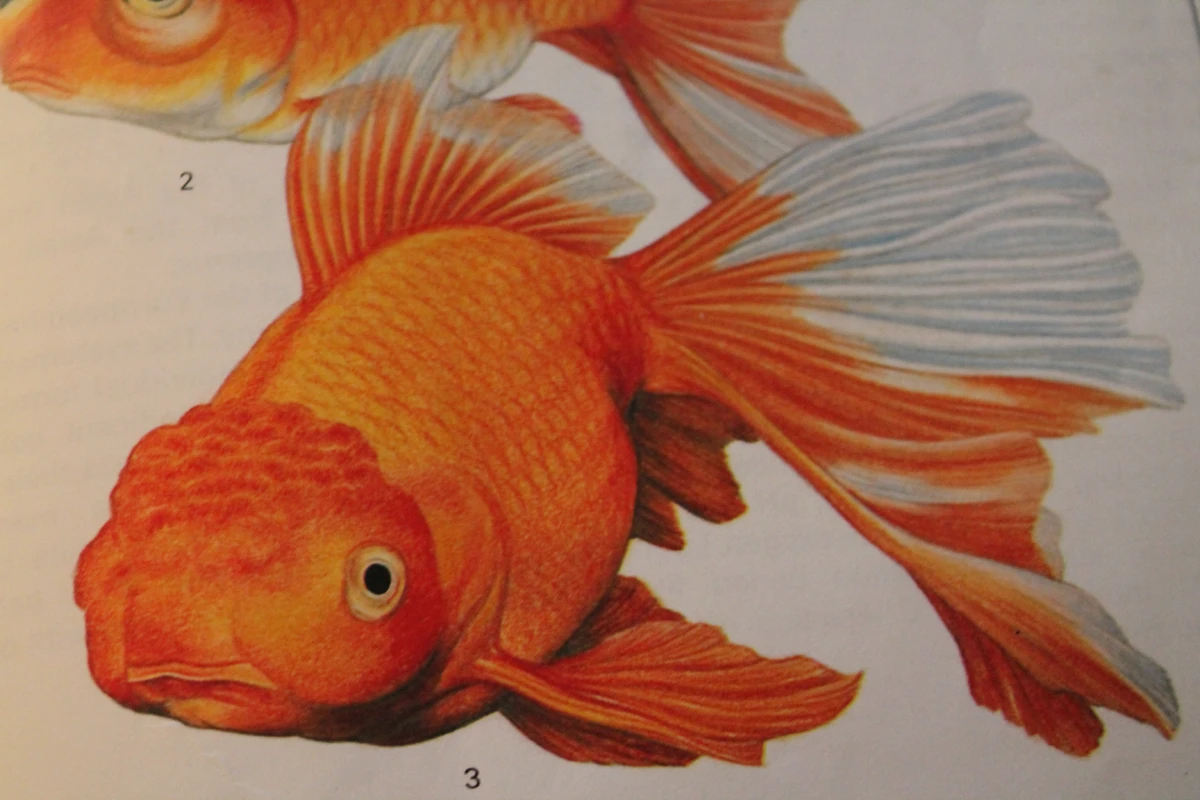 Oranda | The Aquatic Wikia | Fandom
