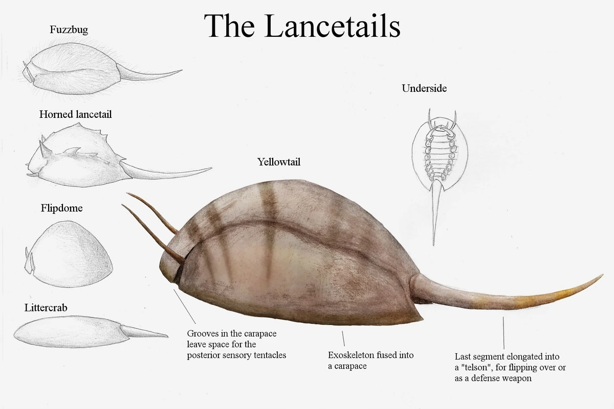 Lancetail | The Archipelago Wiki | Fandom