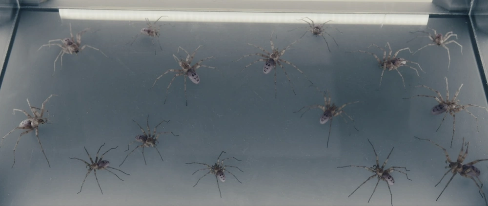 Mediterranean recluse spider | The Ark Wiki | Fandom