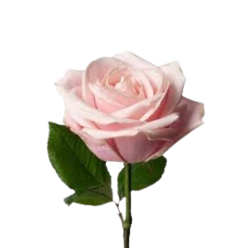 KAROL G | Wiki The Artists | Fandom