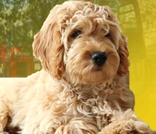 Scruff Brannigan (dog) | London Calling Wiki | Fandom