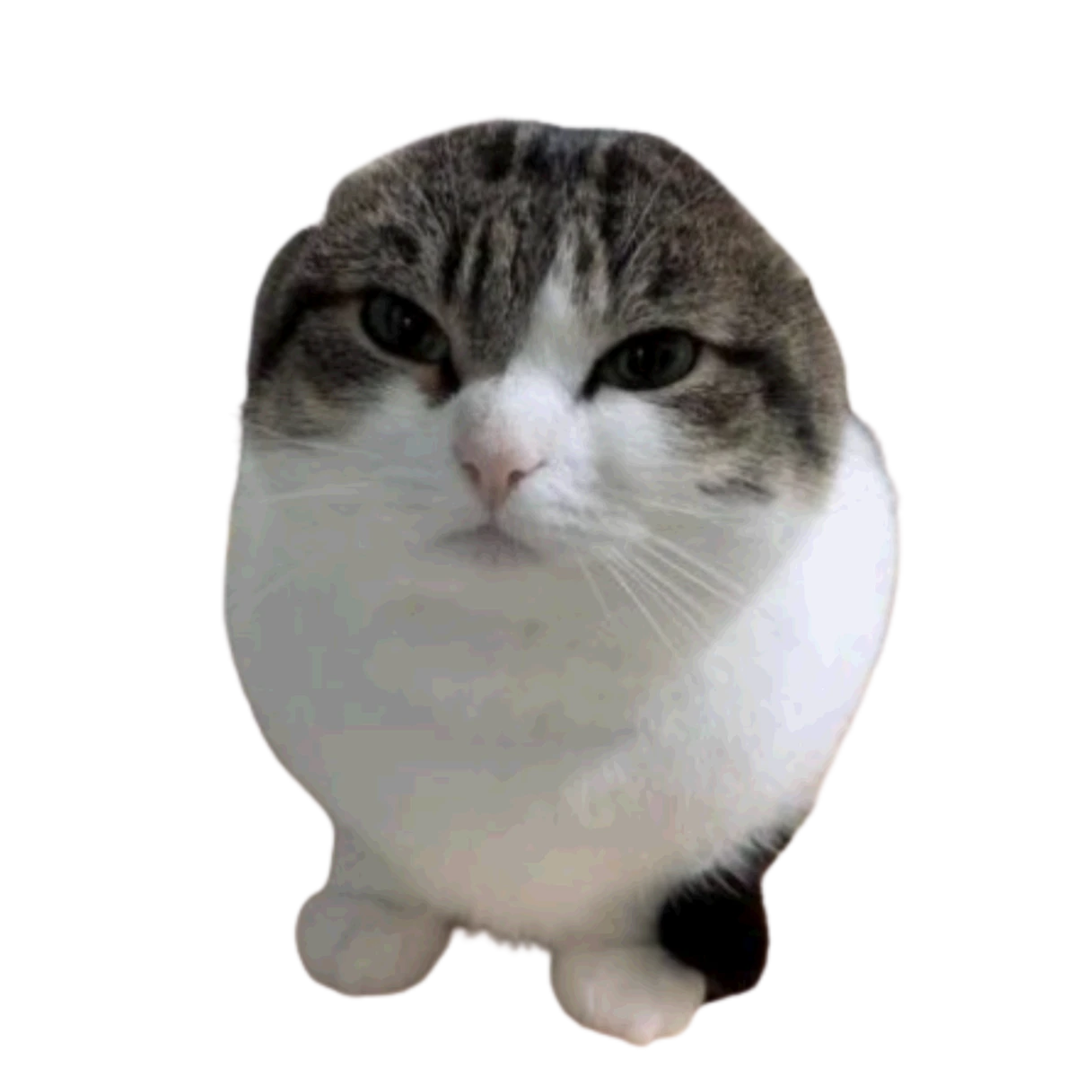 Wawa | The Bajipedia Wiki | Fandom