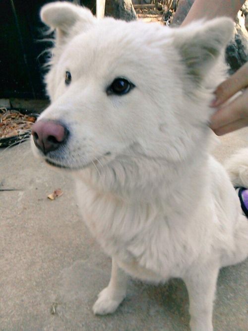 Soonshim | BTS Wiki | Fandom