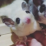 Jin | BTS Wiki | Fandom