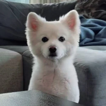 Rapmon | BTS Wiki | Fandom