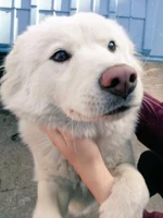 Soonshim | BTS Wiki | Fandom