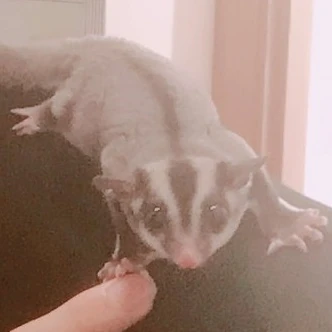 Odeng and Eomuk | BTS Wiki | Fandom