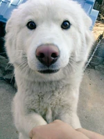 Soonshim | BTS Wiki | Fandom