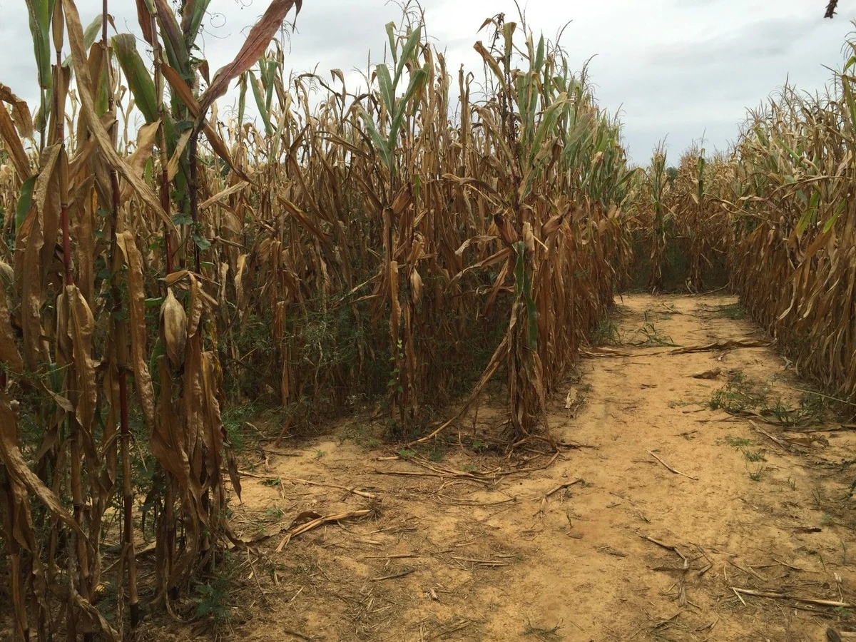 Level 3: "The Corn Maze" | The Barren Rooms Wiki | Fandom
