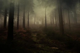 Level -1 "Up-Forest" | The Barren Rooms Wiki | Fandom