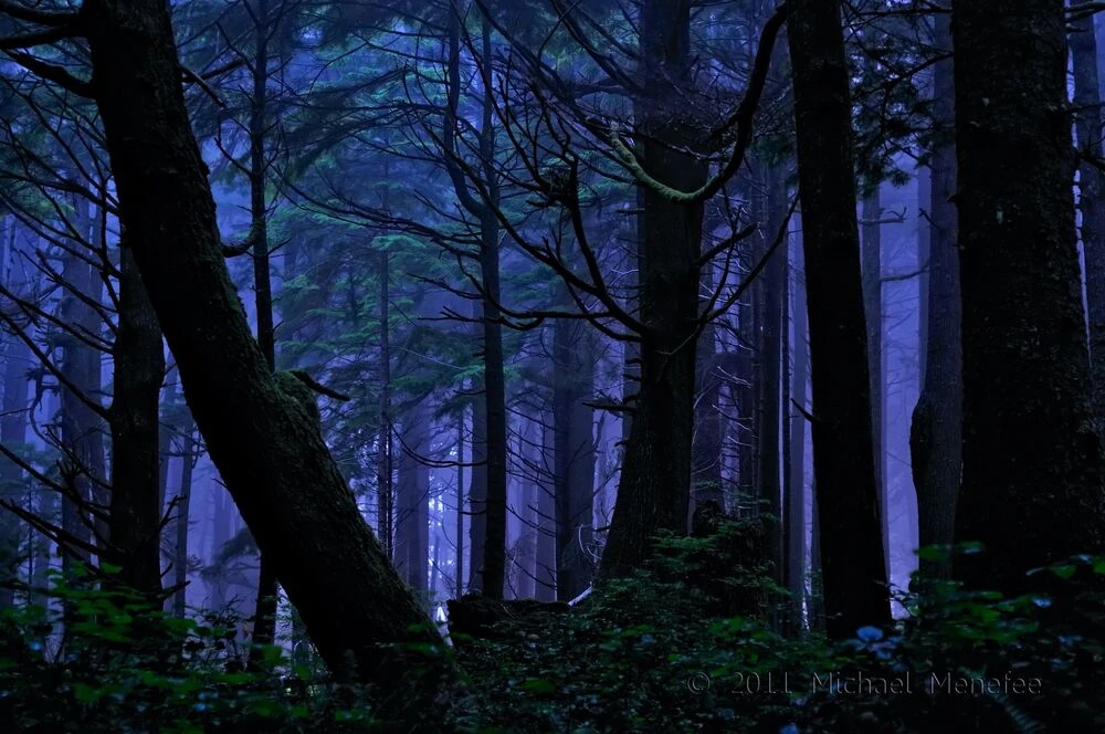 Level 9009 "Lost In The Forest" | The Barren Rooms Wiki | Fandom