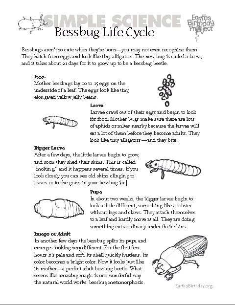 Bess Beetle (4) | The Beetle Apedia Wiki | Fandom