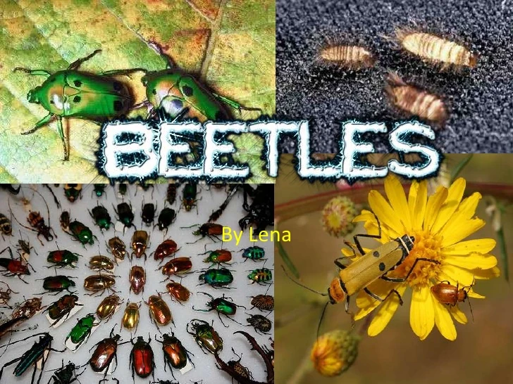 Beetles | The Beetle Apedia Wiki | Fandom