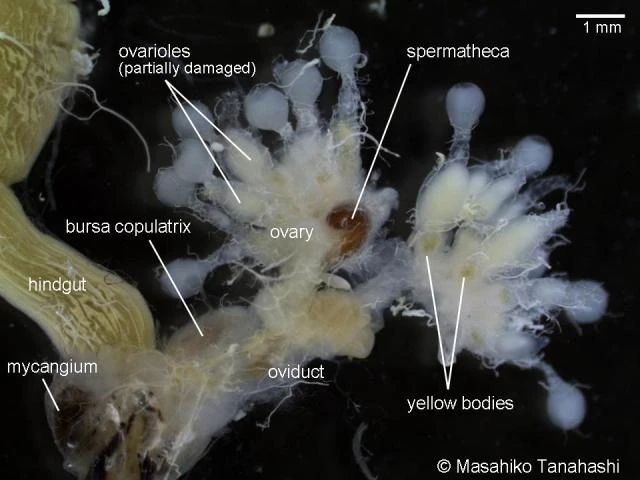 The reproductive system a female Lucanus cervus | The Beetle Apedia ...