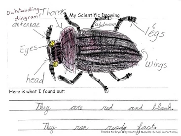Bess Beetle | The Beetle Apedia Wiki | Fandom