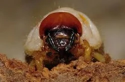 Bess Beetle (5) | The Beetle Apedia Wiki | Fandom
