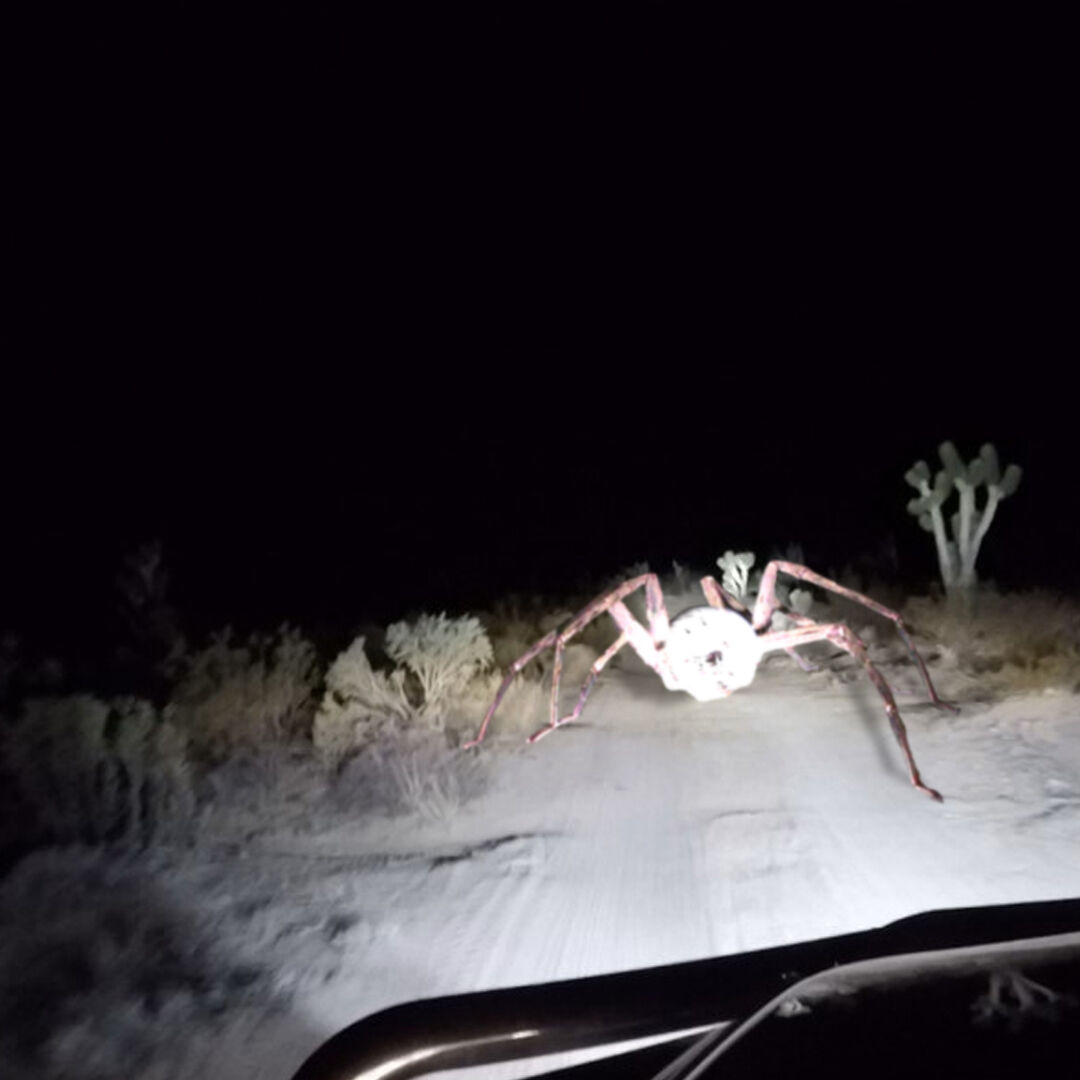 Clock Spider Urban Legend