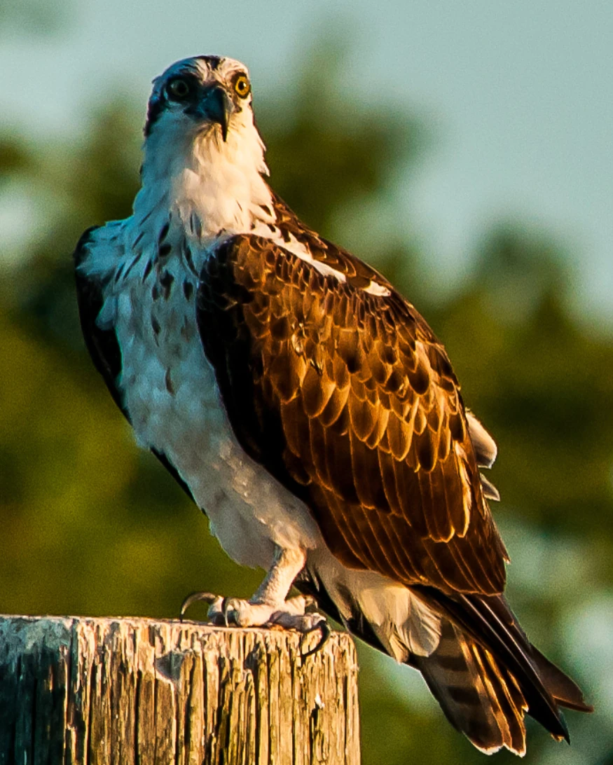 Flurry | The Birdian Wiki | Fandom