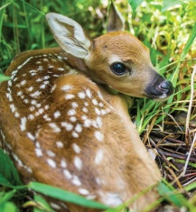 Beevie | The Bive Wiki | Fandom