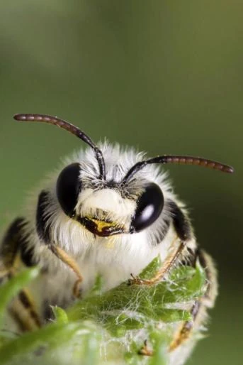 Queen Bee | The Bive Wiki | Fandom