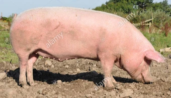 Pink Pig | The Black and White Dog Show Wiki | Fandom