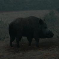 Boar | The Black Death Wiki | Fandom