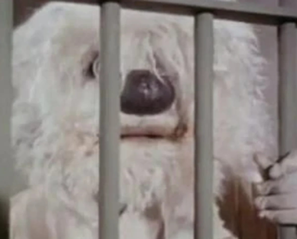 Professor Sheepdip (DCU:UC) | The Brain Strummers Wiki | Fandom