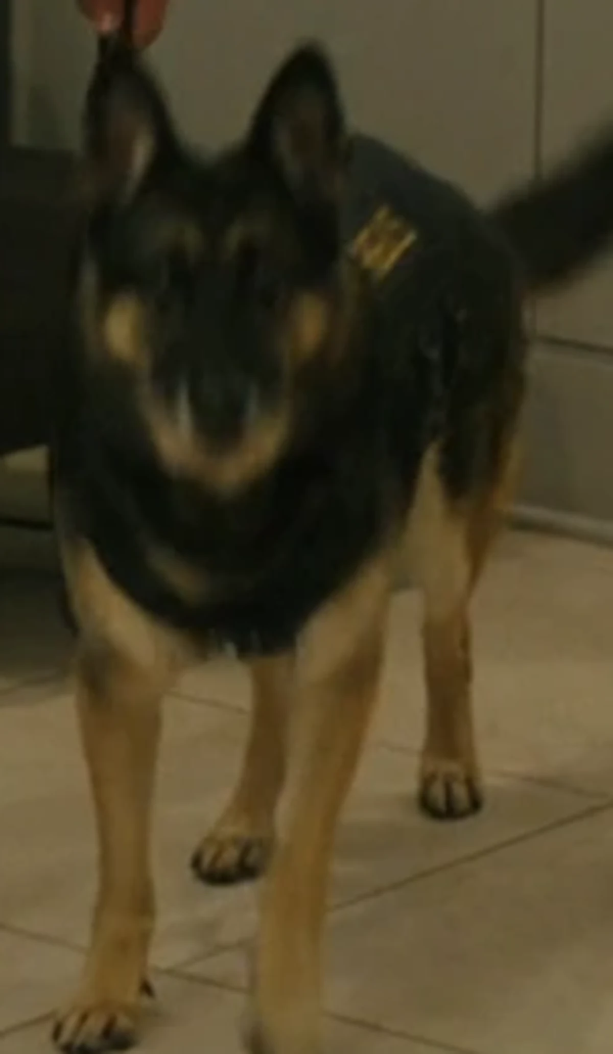 Eva (Dog) (DCU:UC) | The Brain Strummers Wiki | Fandom