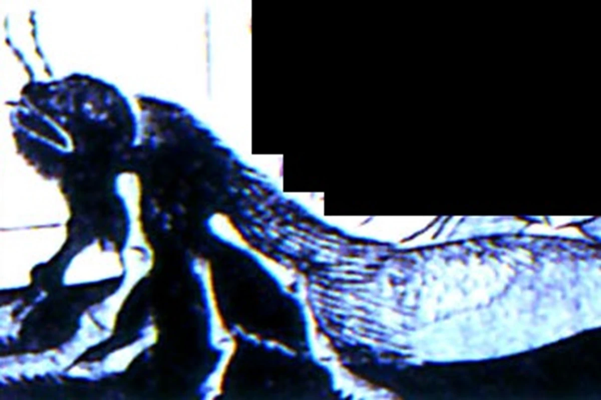 Boa-Spider (DCU:UC) | The Brain Strummers Wiki | Fandom