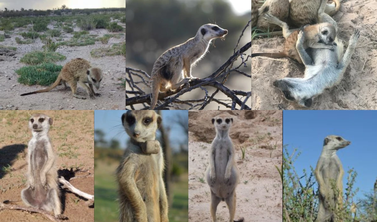 Historia de vida | The Burrow - El Reino del Suricato Wiki | Fandom