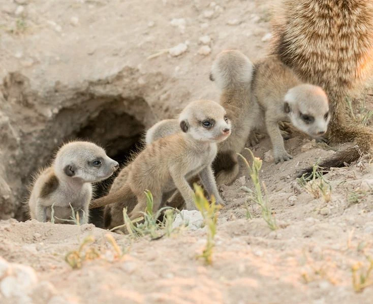 Cleo Bigotes | The Burrow - El Reino del Suricato Wiki | Fandom