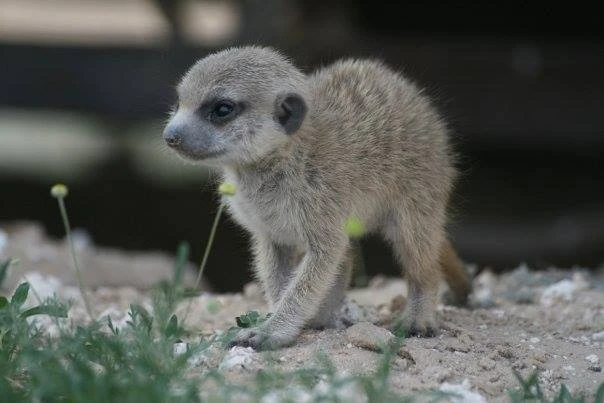 Evan Bigotes | The Burrow - El Reino del Suricato Wiki | Fandom