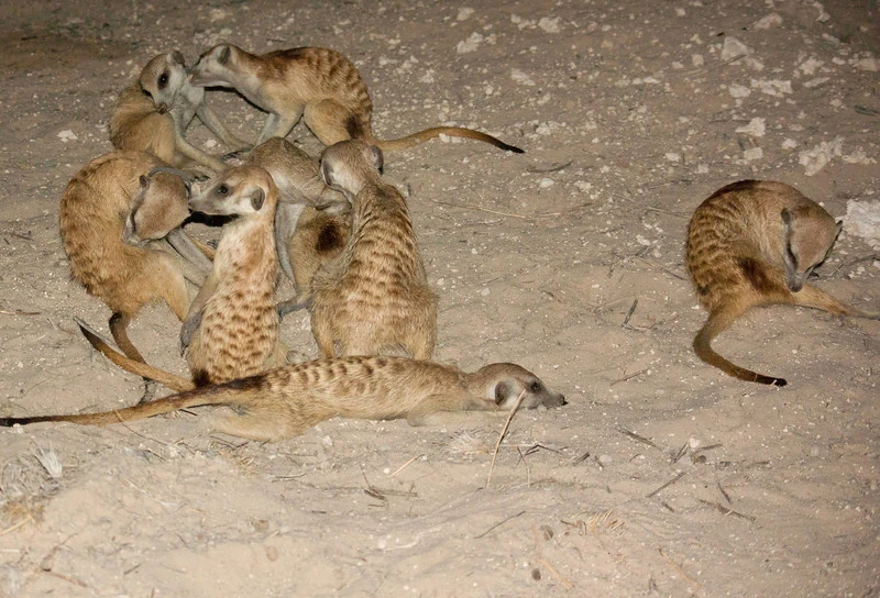 Grupo Drie Doring | Wiki The Burrow | Fandom