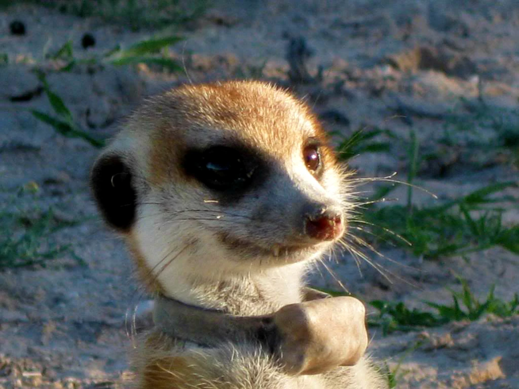 Mist Drie Doring | Wiki The Burrow | Fandom