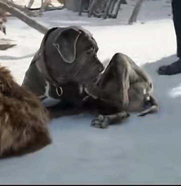 Dave | The Call of the Wild Wiki | Fandom